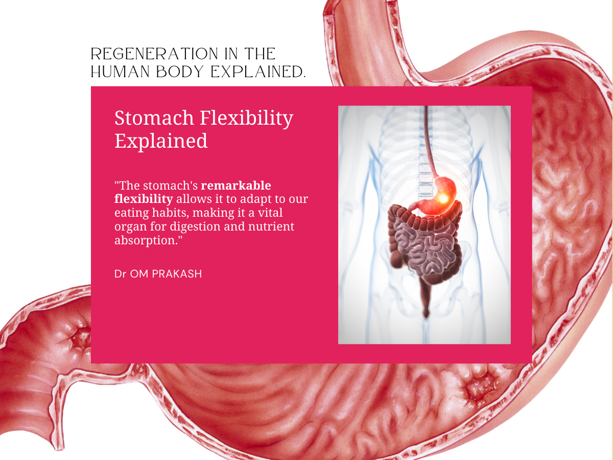 Gut's Renaissance: Secrets of Repair and Renewal